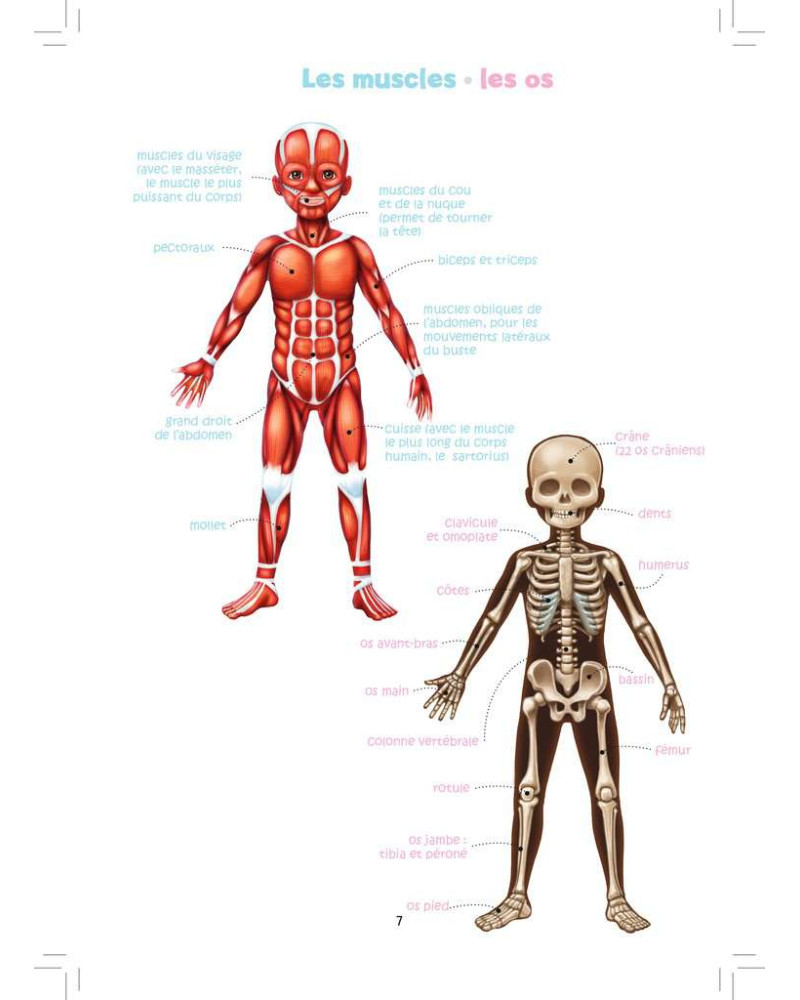 Le jeu du corps humain